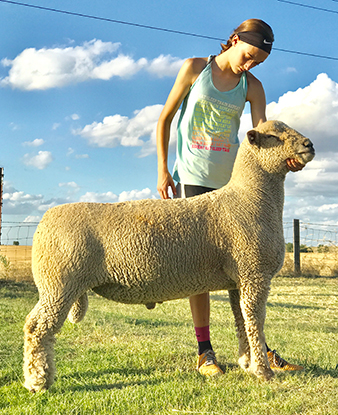 Maddox Southdowns | Sires
